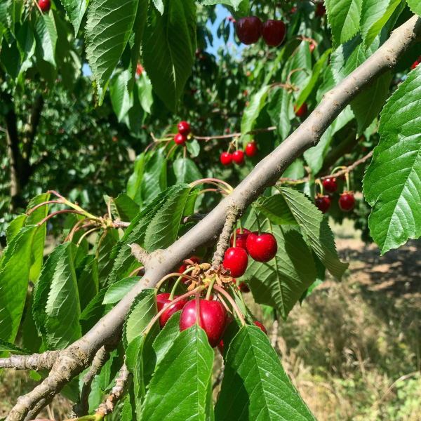 Cerise de Bessenay, le fruit cherry • À la lyonnaise